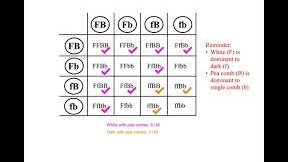 Calculadora de Cruce Dihíbrido - Cuadro de Punnett: ¡Aprende cómo ...