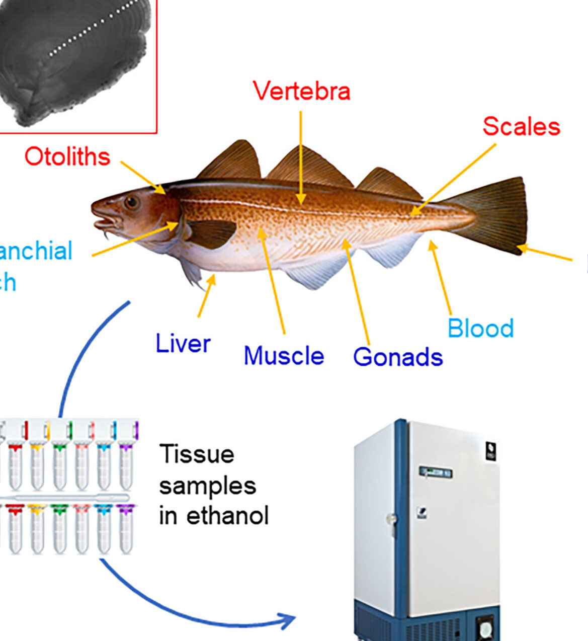 ¡Descubre la Verdadera Edad de tu Ave con esta Increíble Calculadora!